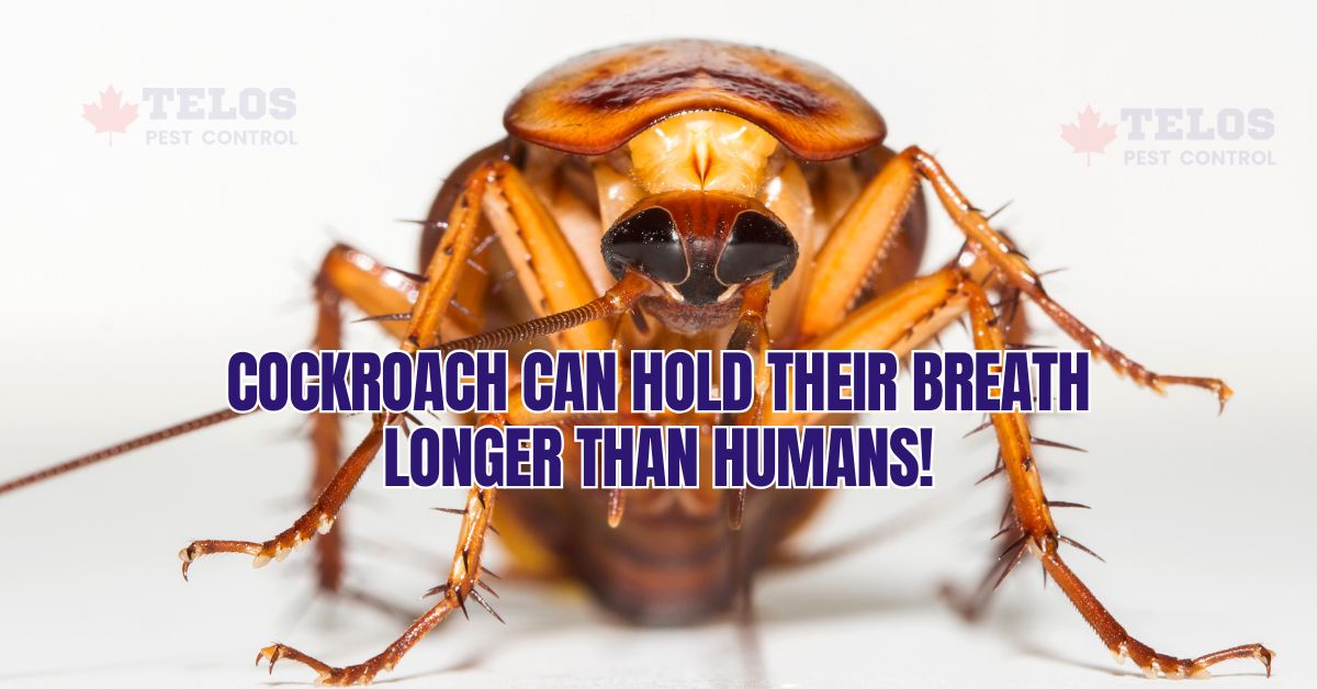 Cockroaches Can Hold Their Breath Longer Than Humans - telospestcontrol.com